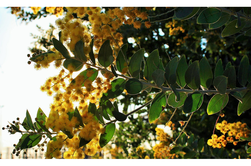 Evergreen Trees For Your Xeriscape Landscape Design Las Vegas